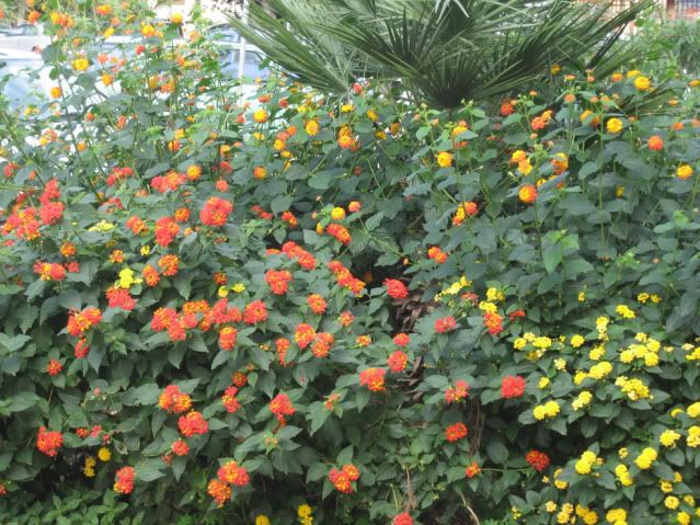 Lantana pianta altamente decorativa per zone calde - Un quadrato di giardino